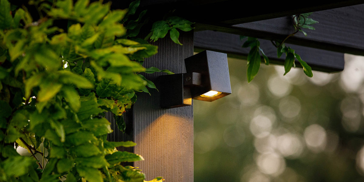 Spotlights — The Plant Collector