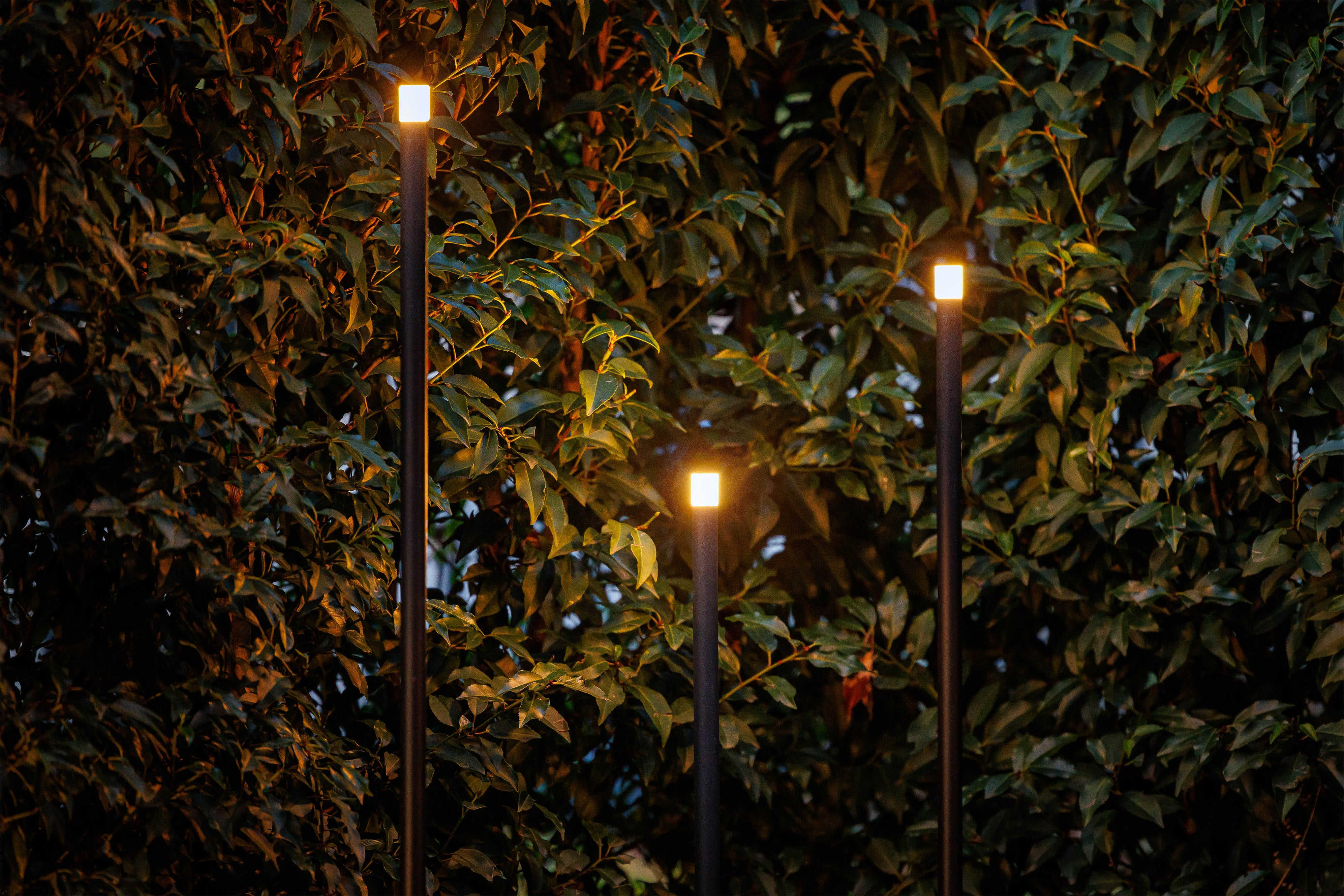 Erba — The Plant Collector