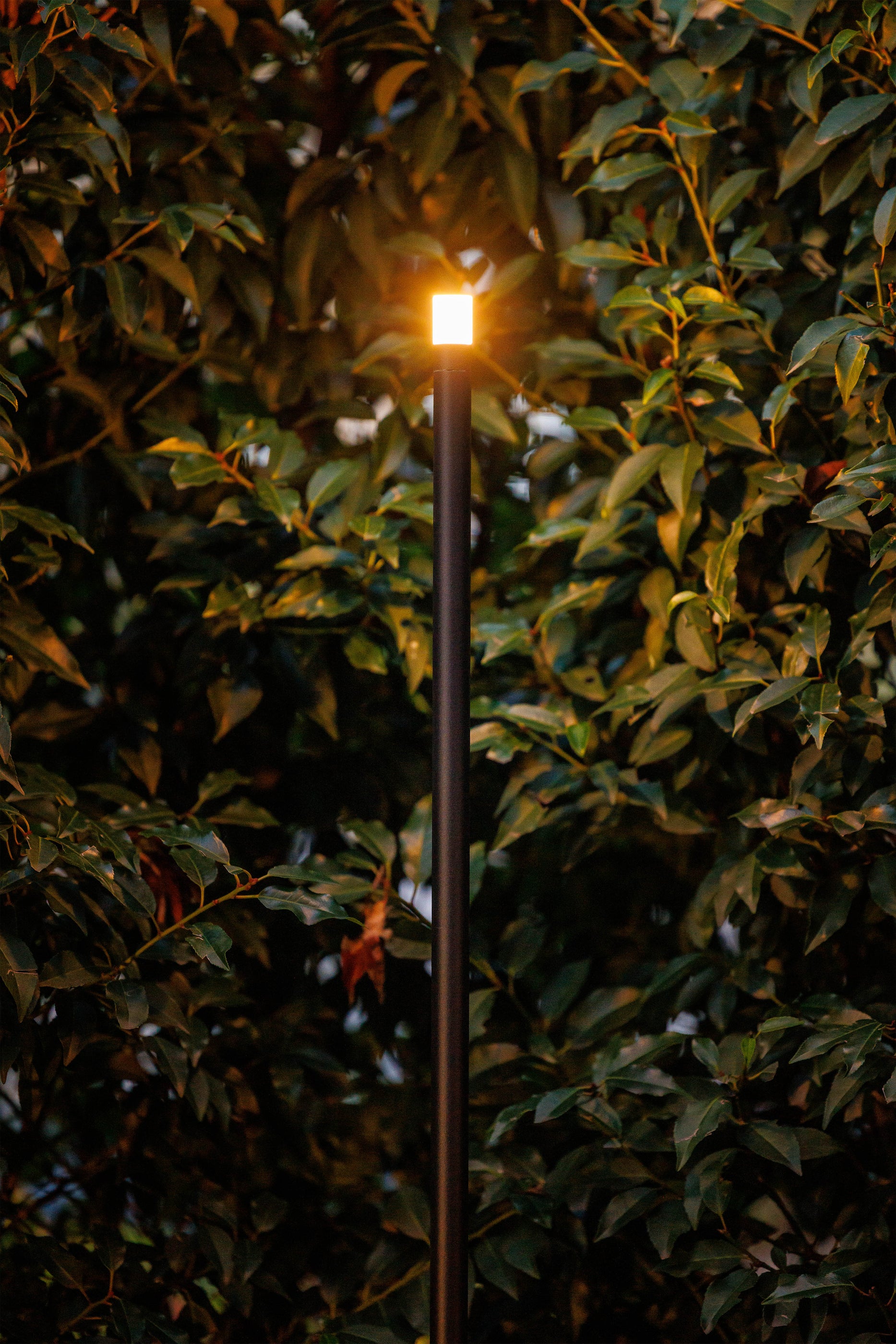 Erba Medium — The Plant Collector