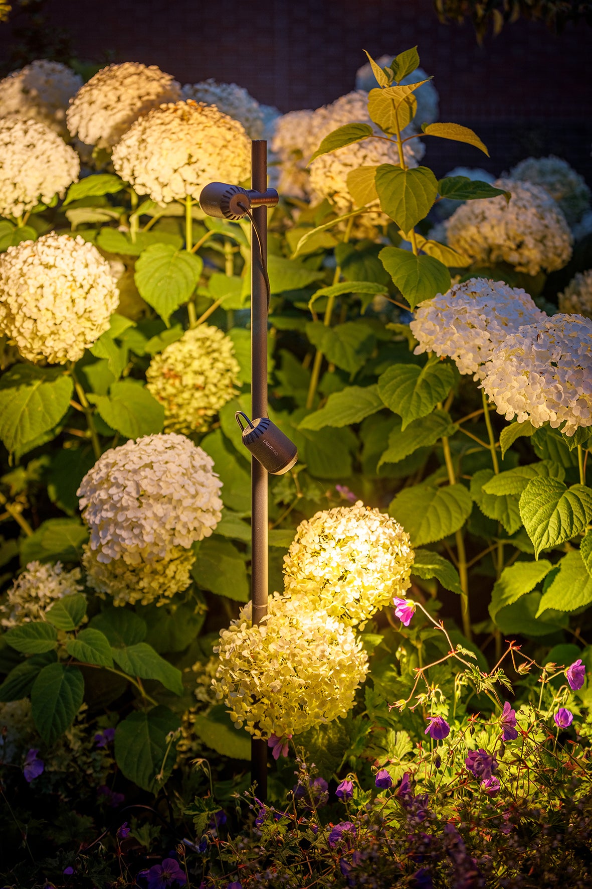 Juno Tube — The Plant Collector