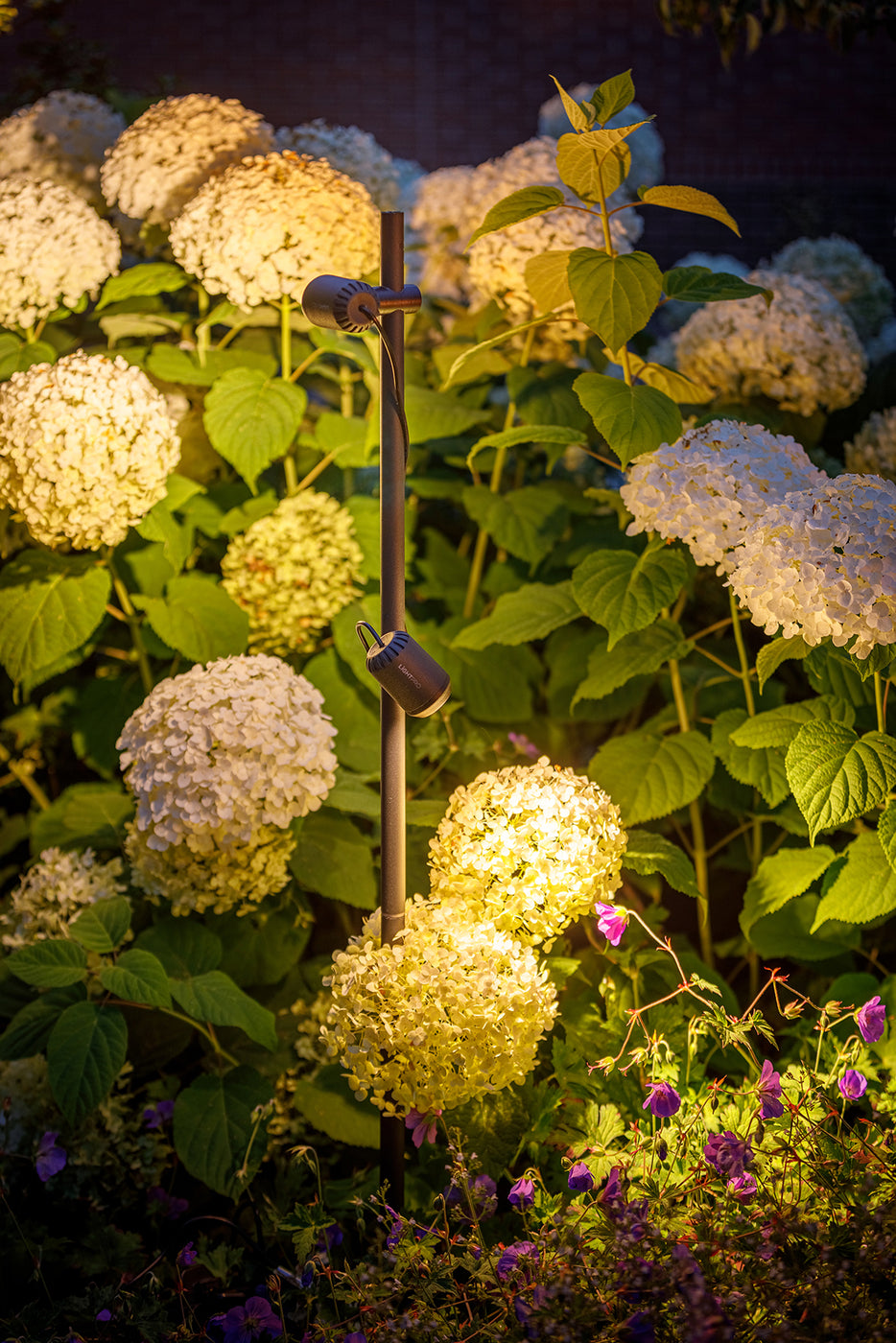 Juno Tube — The Plant Collector