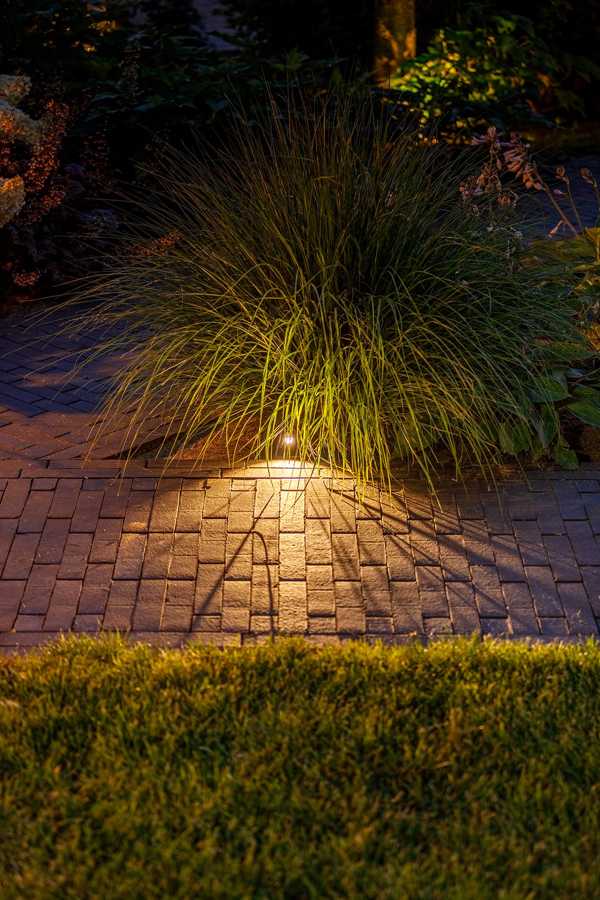 Tiga DL — The Plant Collector