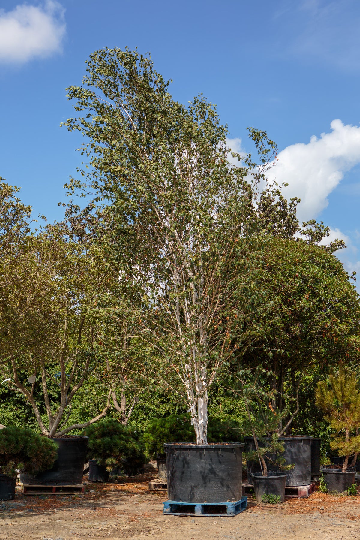 Betula utilis jacquemontii - Himalayan Birch tree — The Plant Collector