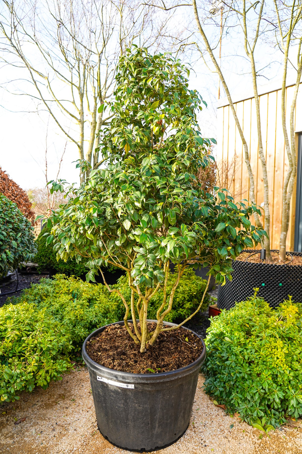 Camellia japonica 'Miyako Dori' - Japanese camellia | The Plant Collector