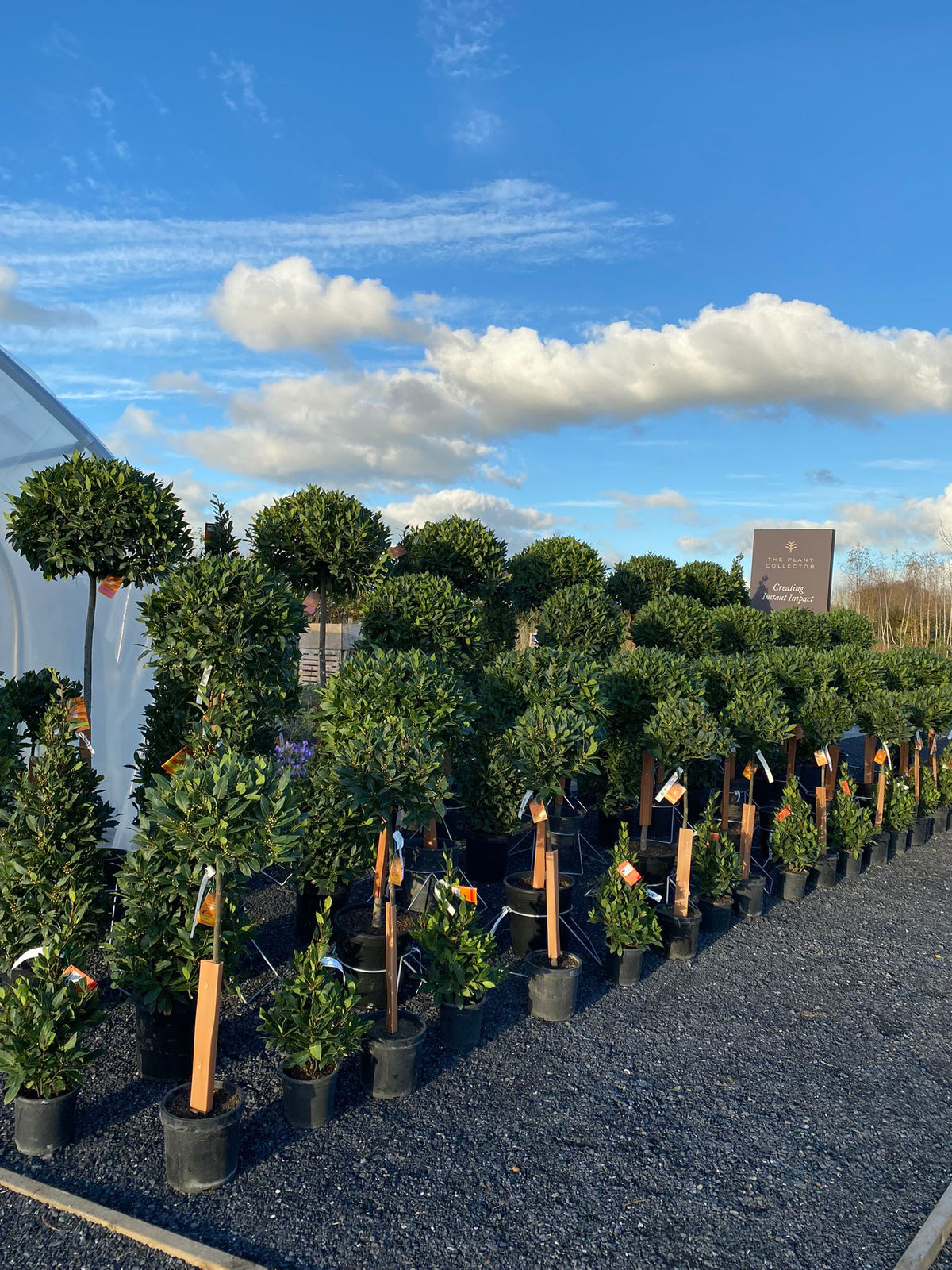 Laurus nobilis - Bay laurel lollipop | The Plant Collector