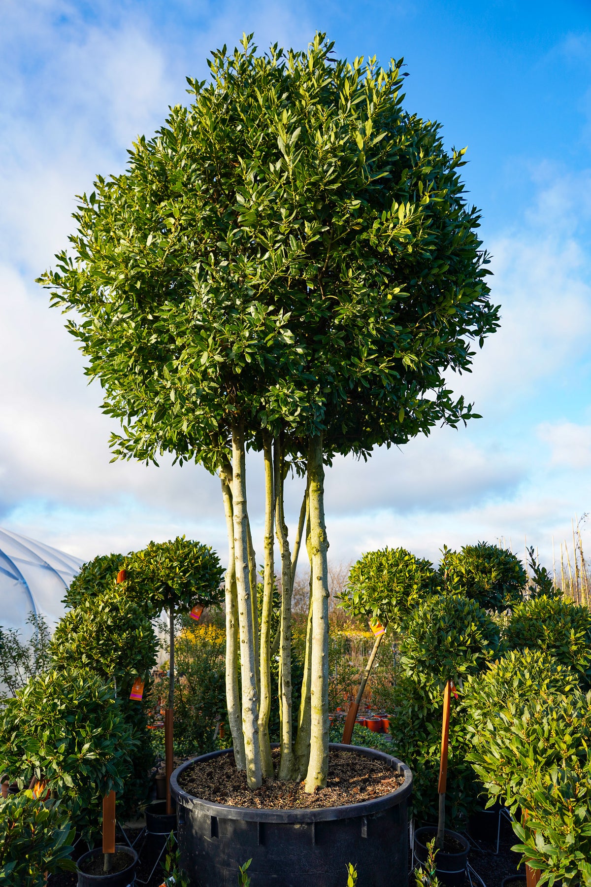 Laurus nobilis multistem - Bay laurel | The Plant Collector