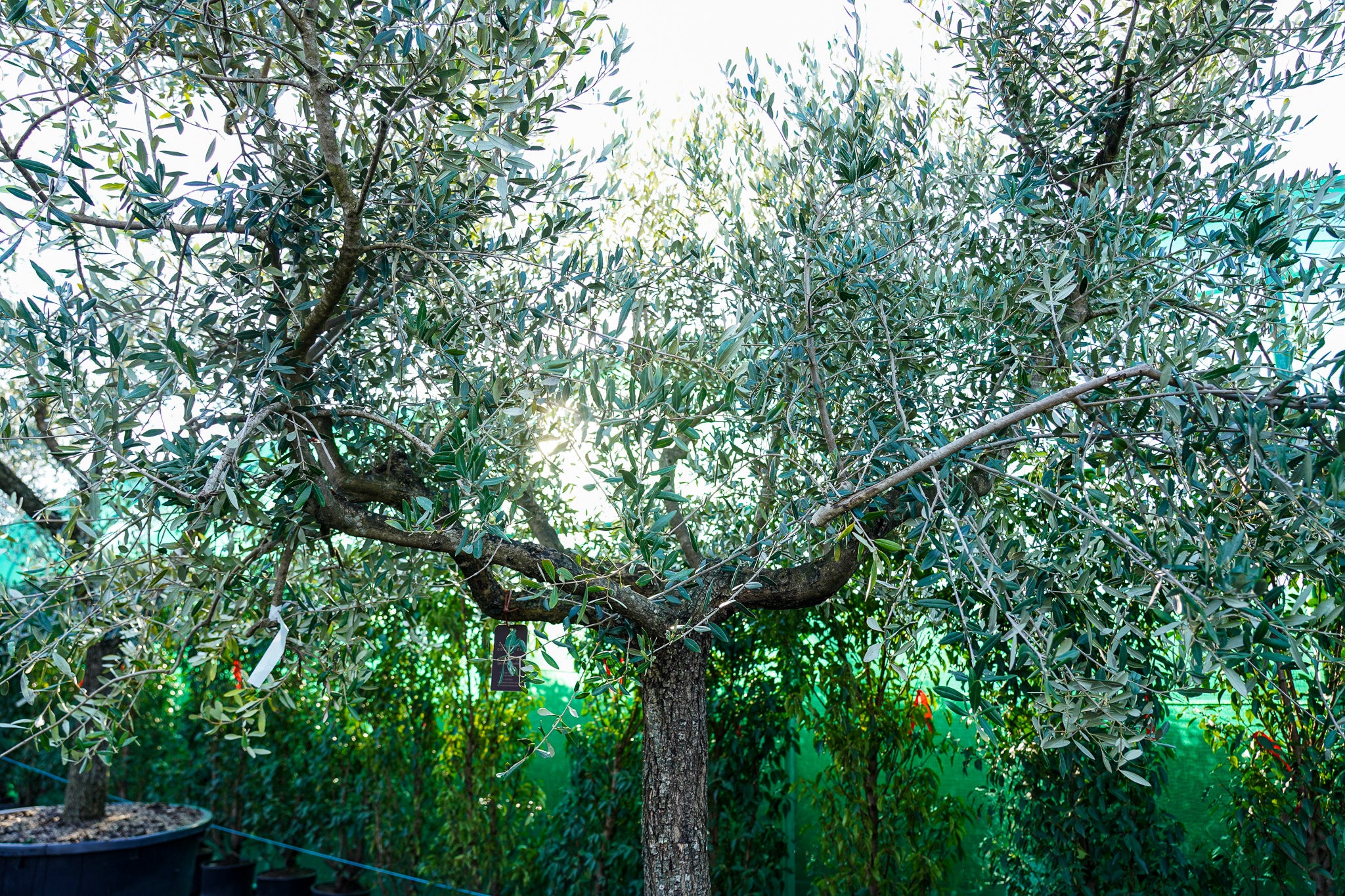 Olea europaea - Olive tree | The Plant Collector