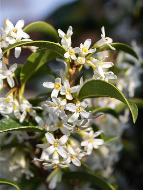 Osmanthus burkwoodii multi stem tree | The Plant Collector